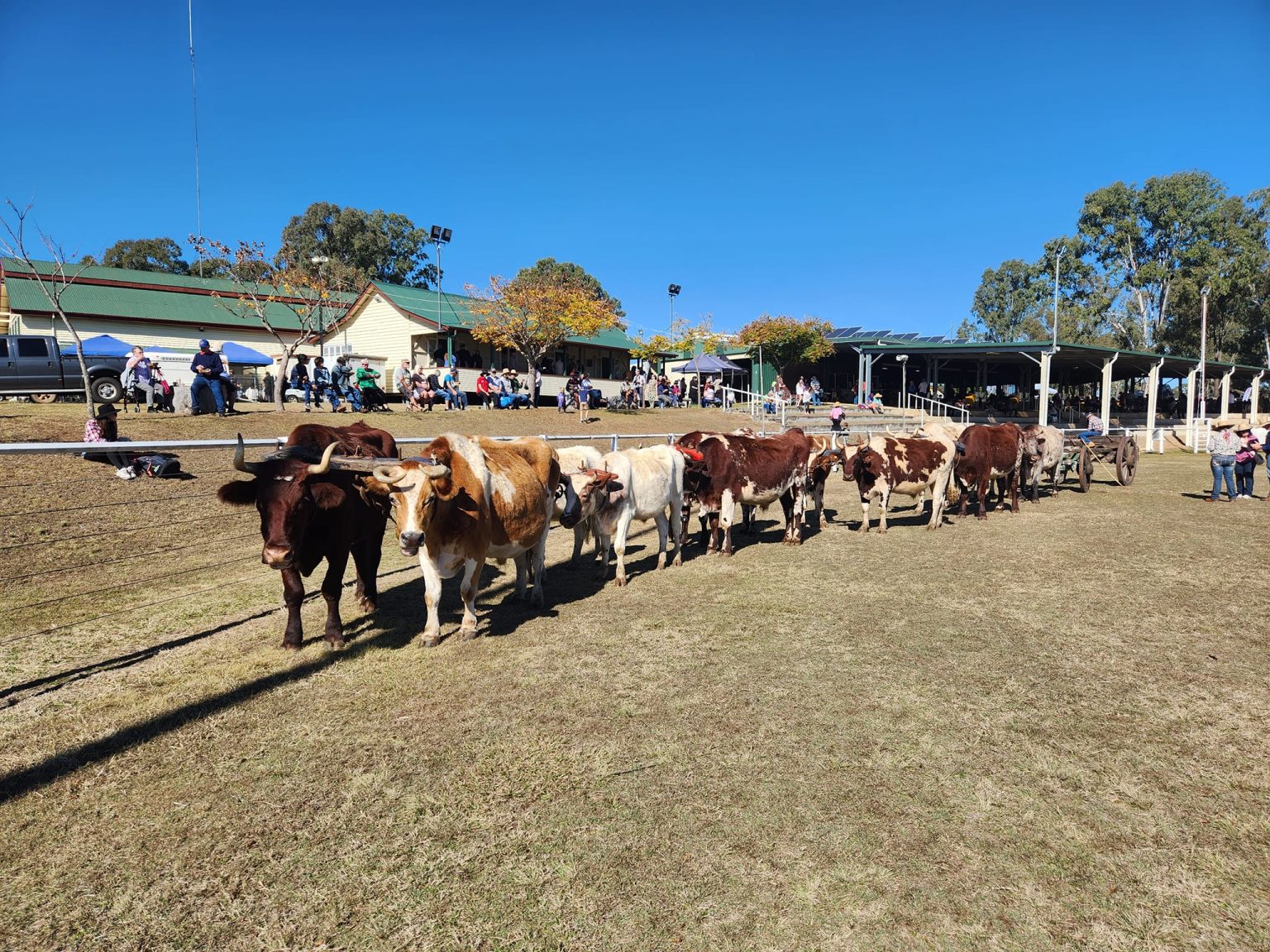 Program of Events 2025 - Back To The Bush Festival